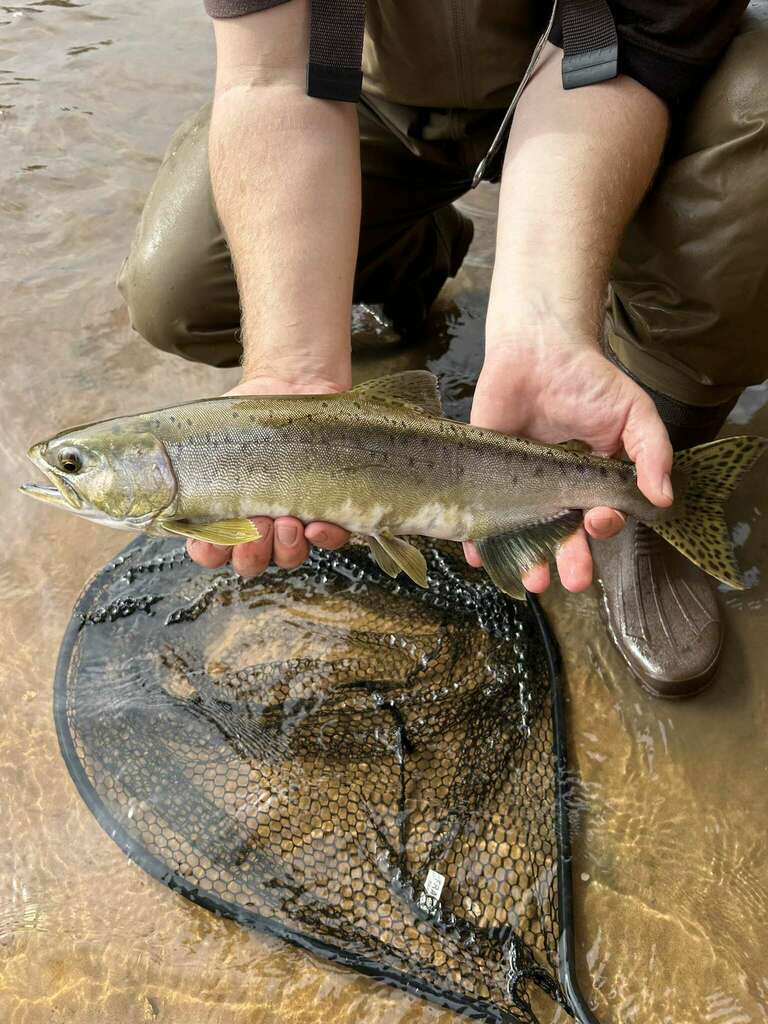 Pink Salmon (Oncorhynchus gorbuscha) - Marine Life Identification