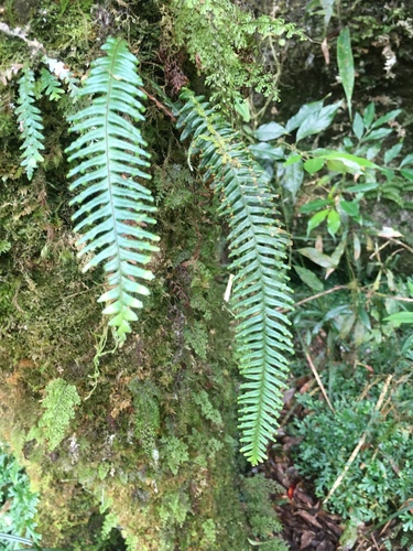 Prosaptia formosana · iNaturalist
