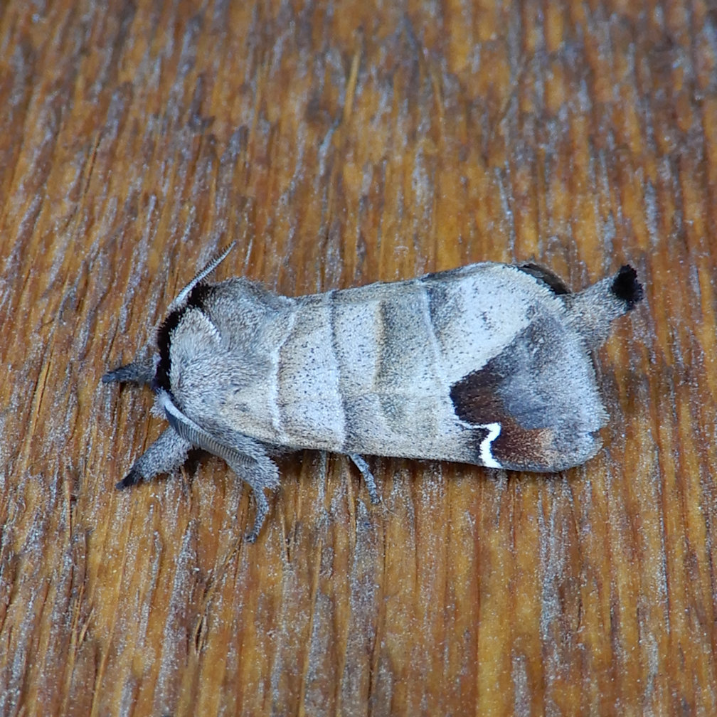Sigmoid Prominent (Moths and Butterflies of Massachusetts ) · iNaturalist