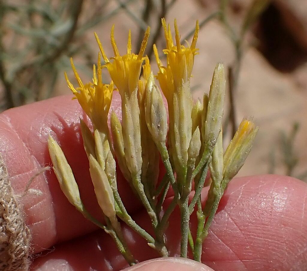 great basin rabbitbrush from Grand Canyon Village, AZ 86023, USA on ...