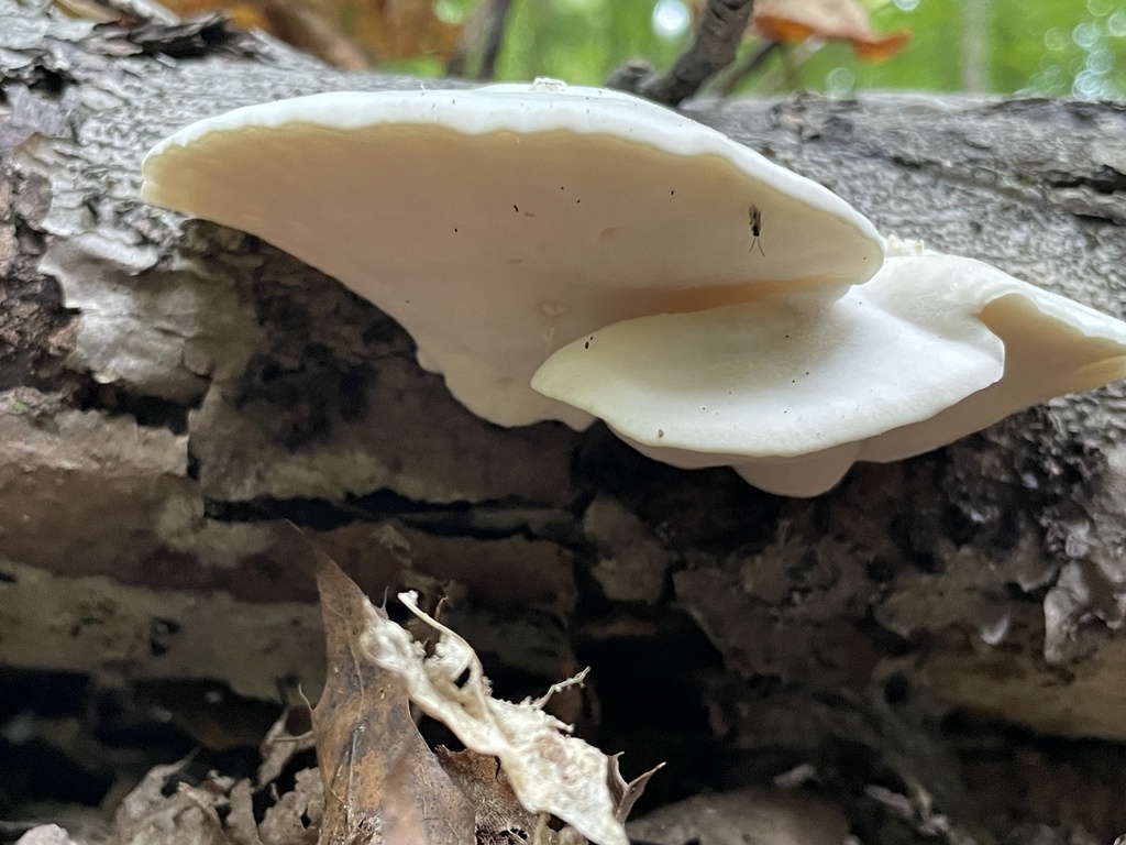White Cheese Polypore from Moreland Hills, OH, US on September 22, 2024 ...