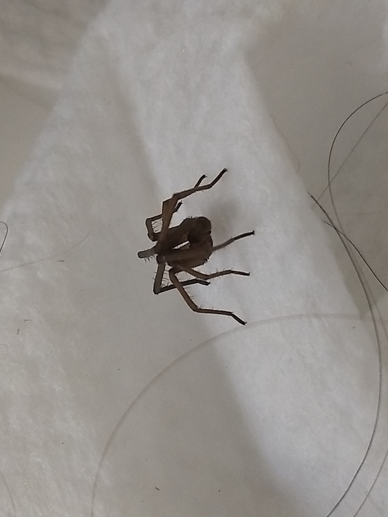 Kukulcania geophila from Feather River Blvd & Mitchell Ave, Oroville ...