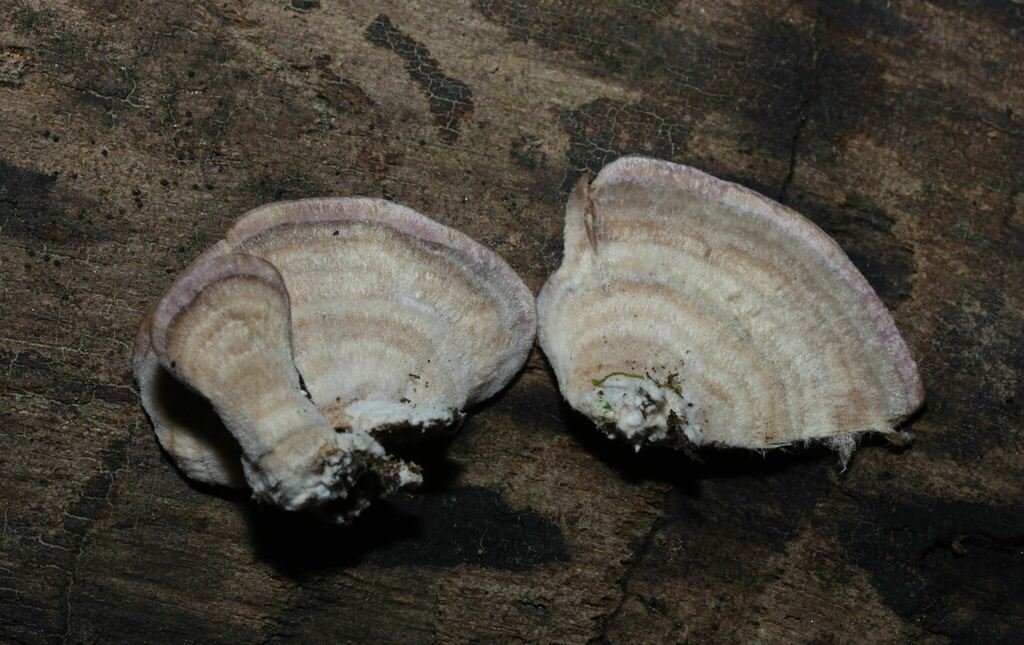 Trichaptum subchartaceum from Louisville, KY, USA on September 14, 2024 ...