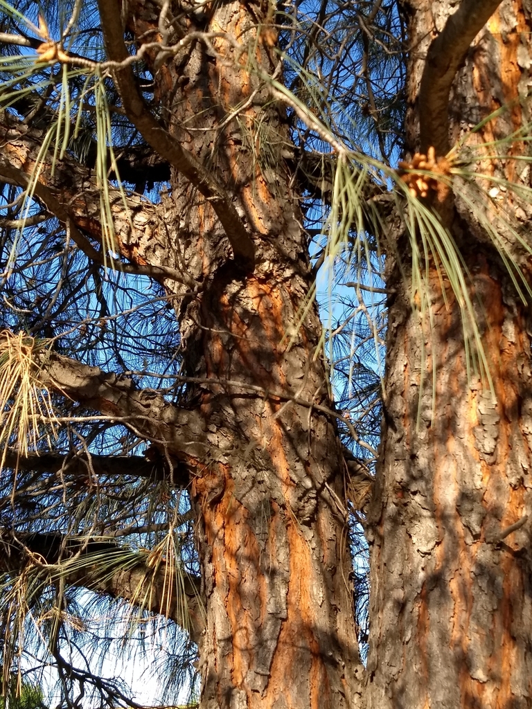 gray pine (Pinus sabiniana) - Botanical Realm