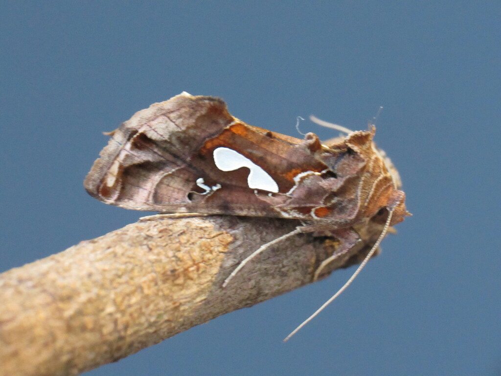 Bilobed Looper Moth from Bellbrook, Greene County, OH, USA on September ...