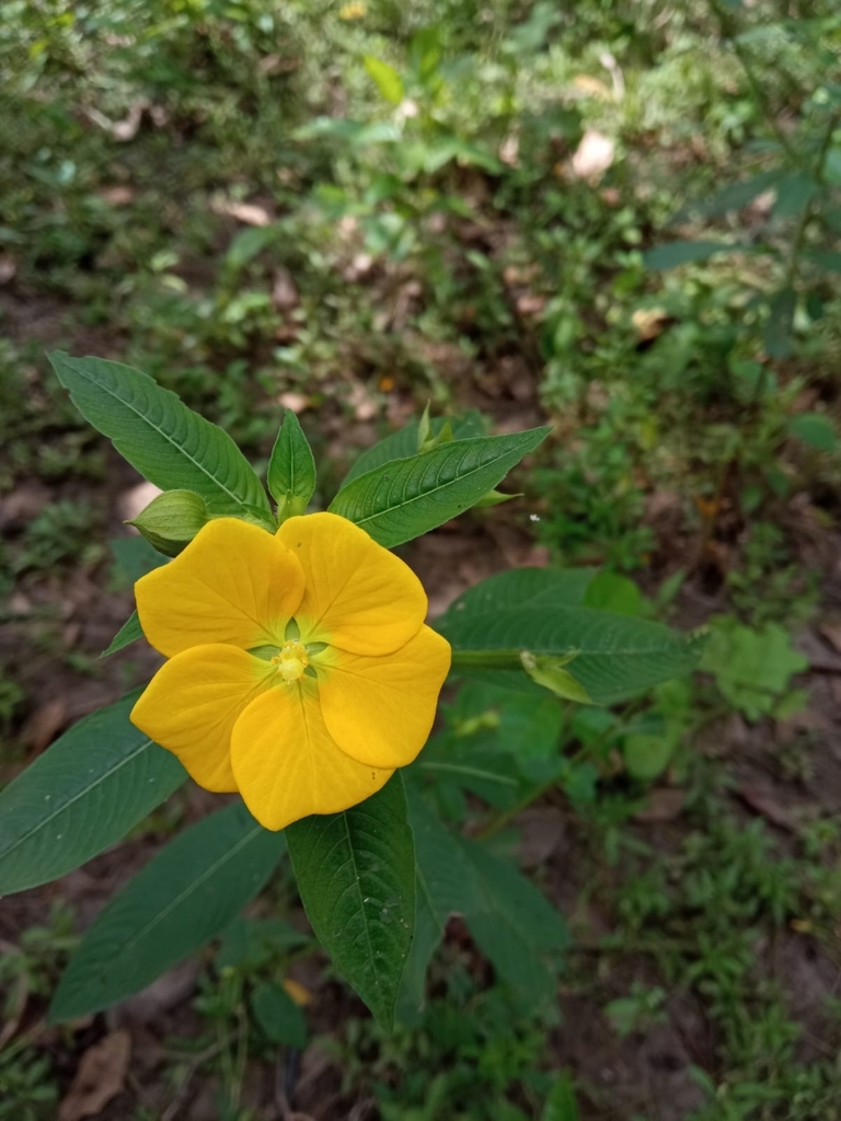 Peruvian primrose-willow from Tecoluta on September 21, 2024 by yoselin ...