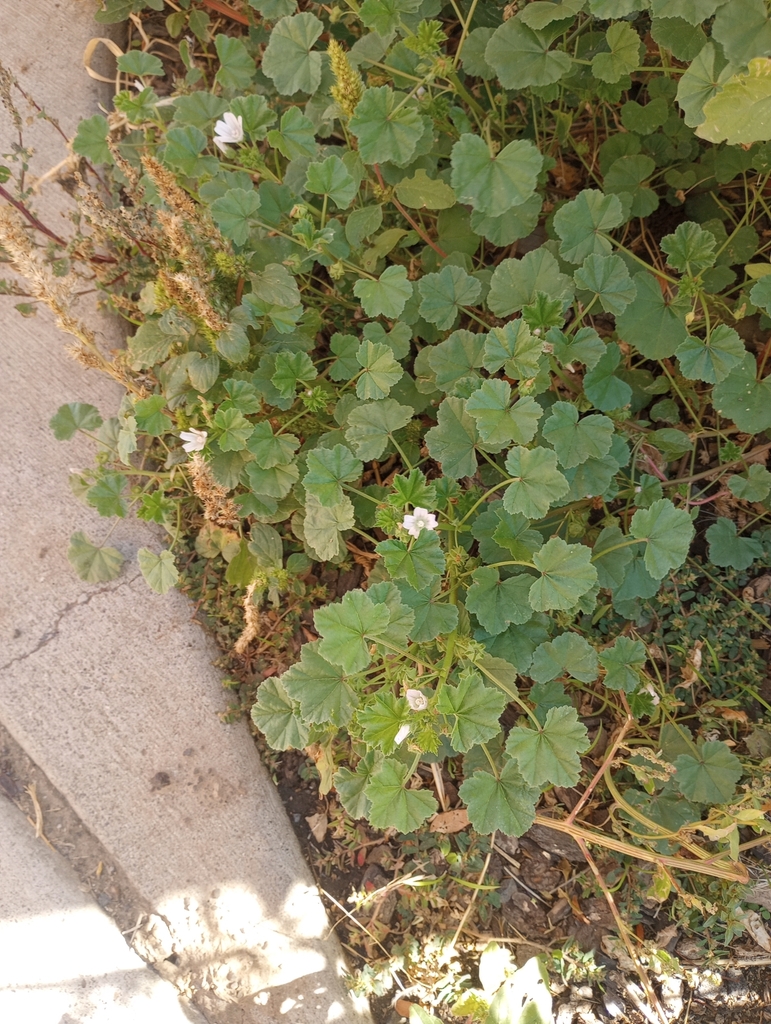 dwarf mallow from Pullman, WA 99164, USA on September 19, 2024 at 10:10 ...
