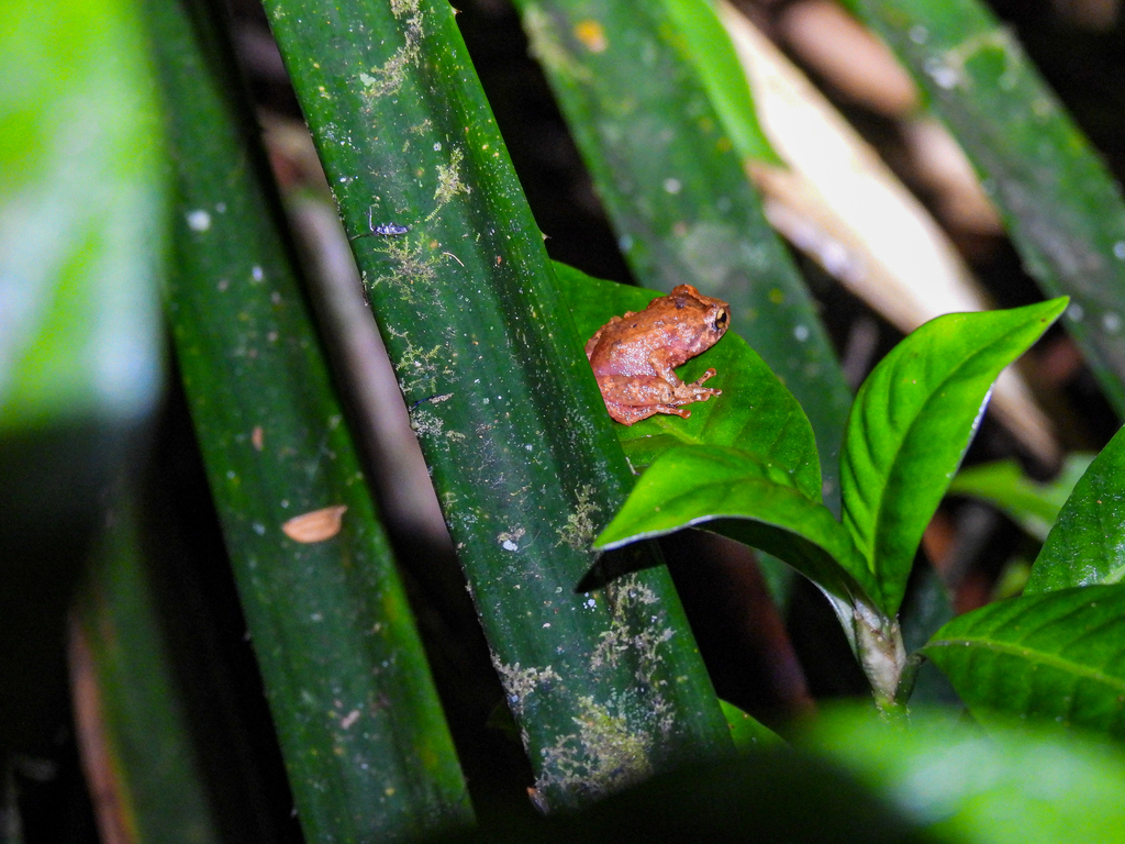 Spot-bellied Dink Frog from Limón, Talamanca, Costa Rica on April 15 ...