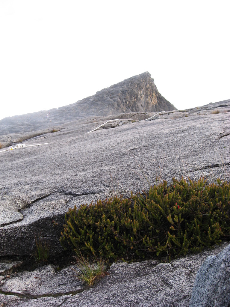 Rhododendron ericoides from Ranau, Sabah, Malaysia on June 10, 2008 at ...
