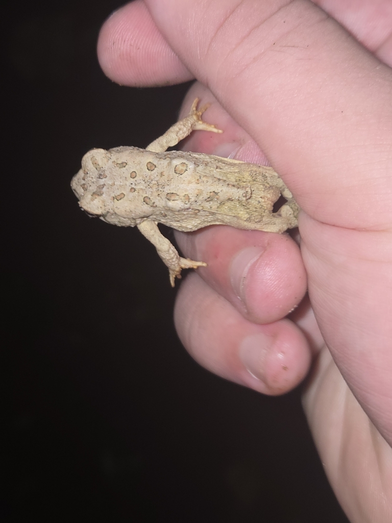 Fowler's Toad from Erie County, PA, USA on September 22, 2024 at 07:55 ...