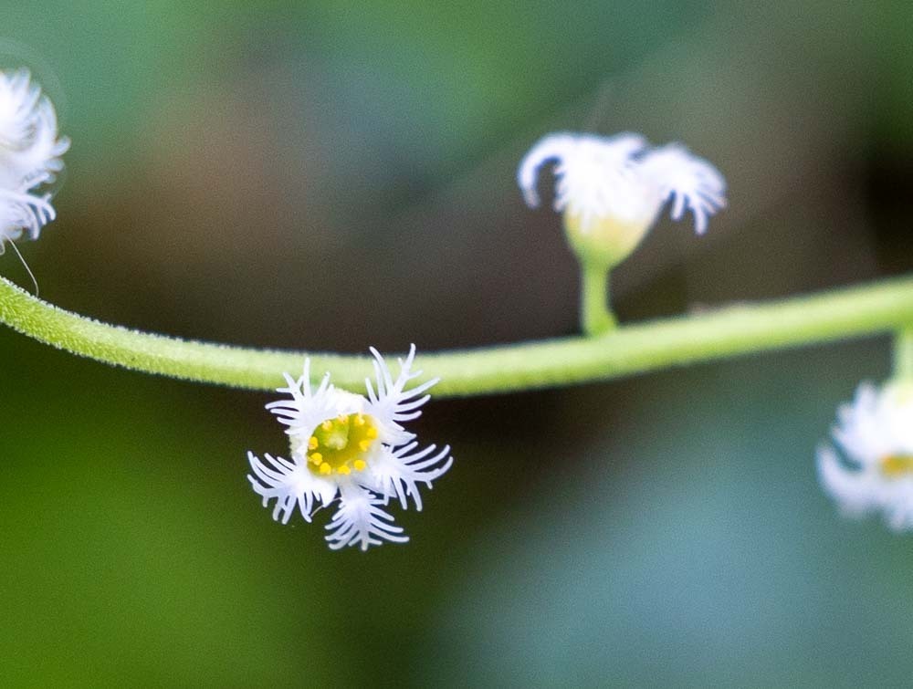 Miterworts (Mitella) - Botanical Realm