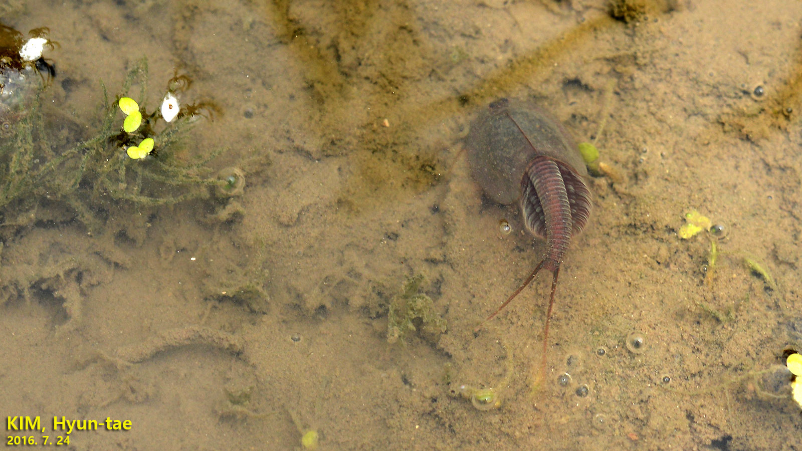 Triops granarius (Lucas, 1864)
