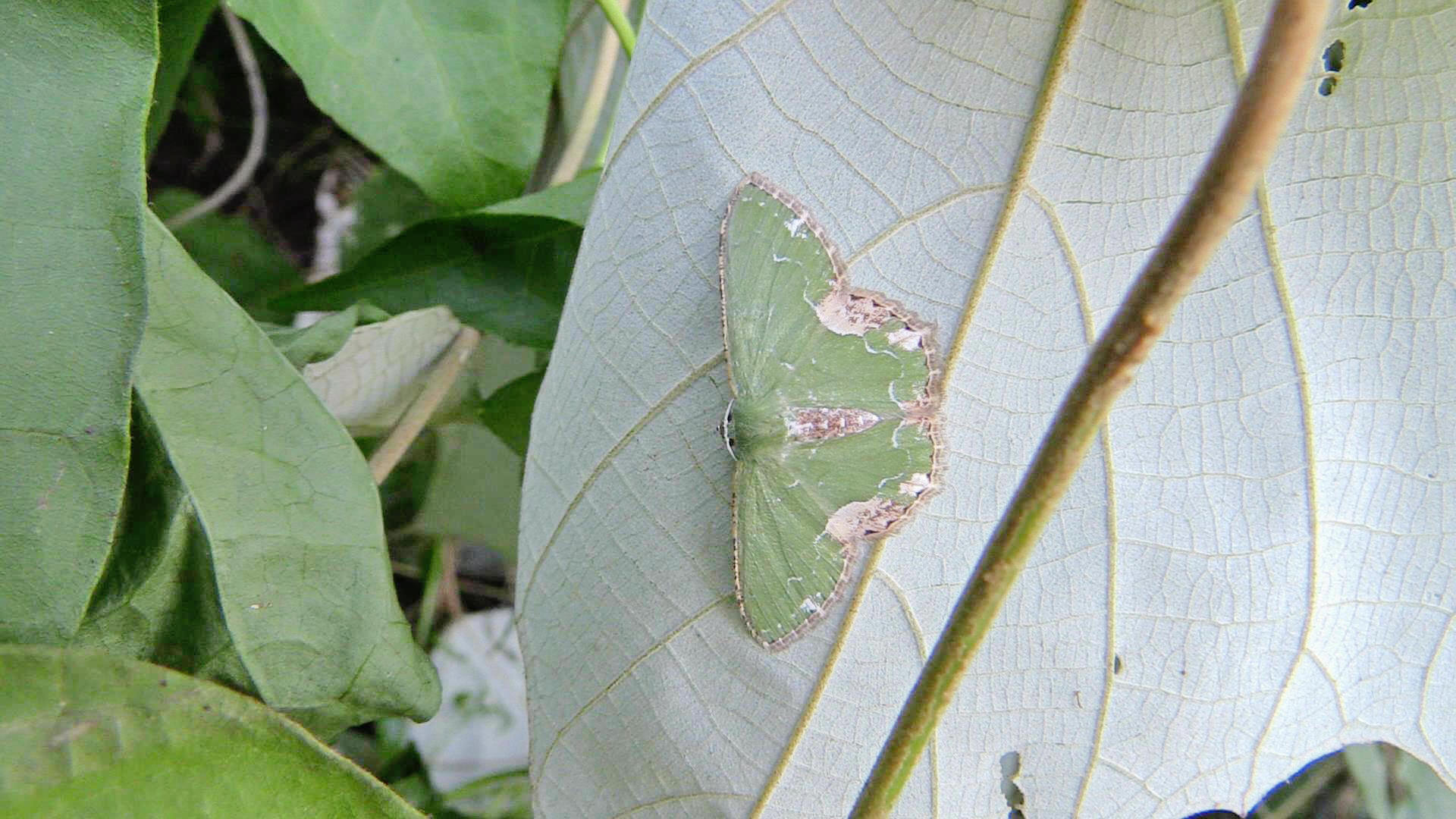 Eucyclodes infracta (Wileman, 1911)