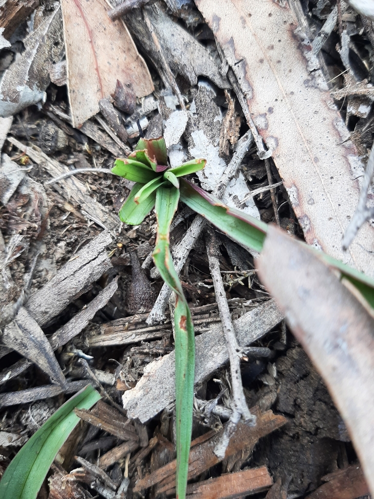 Bract Disa from Jackass Flat VIC 3556, Australia on September 23, 2024 ...