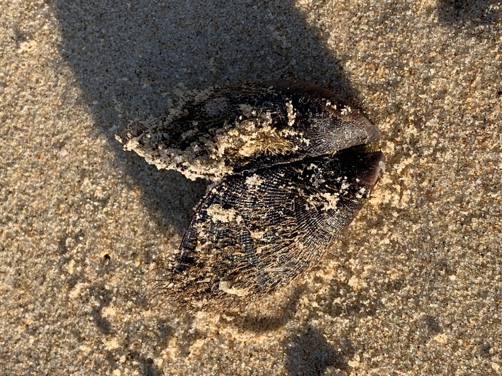 Hairy Mussel from Bongil Bongil National Park, Bundagen, NSW, AU on ...