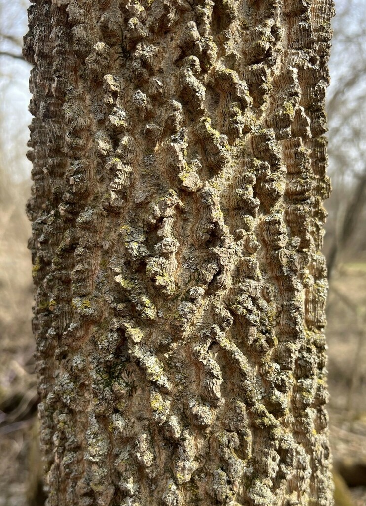common hackberry (Common Fall Plants of Eastern Iowa) · iNaturalist