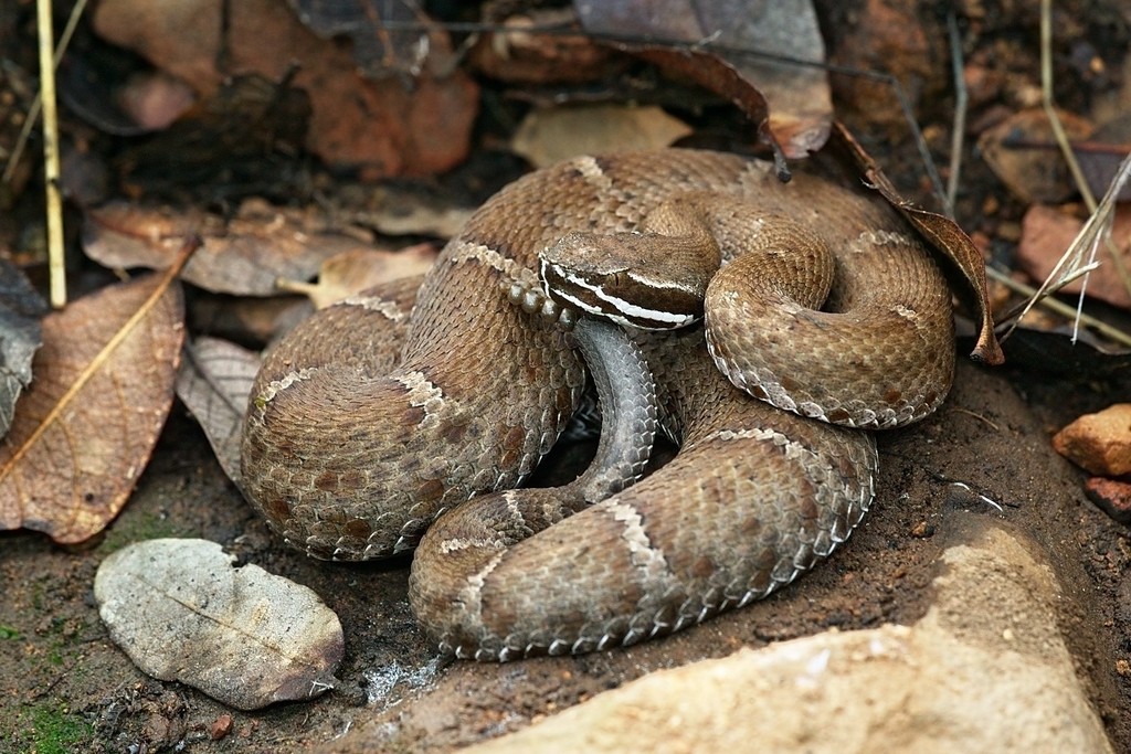 Ridge-nosed Rattlesnake (Mammals, Amphibians, & Reptiles of the Sonoran ...