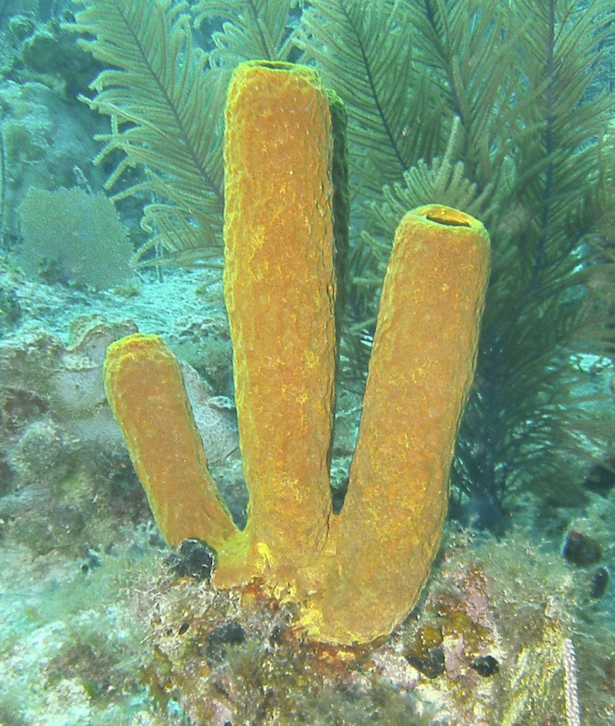 Yellow Tube Sponge in January 2024 by Jessica Peters · iNaturalist