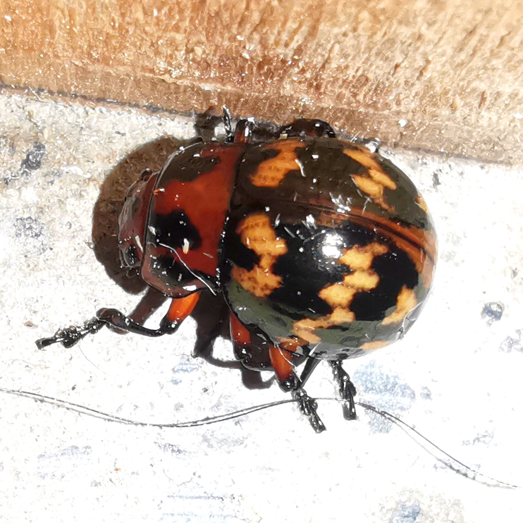 Cucujiform Beetles from Moniquirá, Boyacá, Colombia on September 22 ...