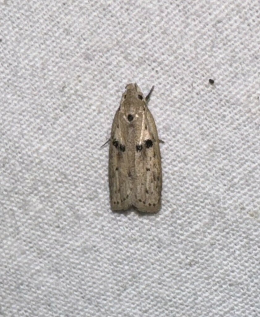 Scythropiodes issikii from Along Ijams Branch, off of Co. Rd. 275 ...