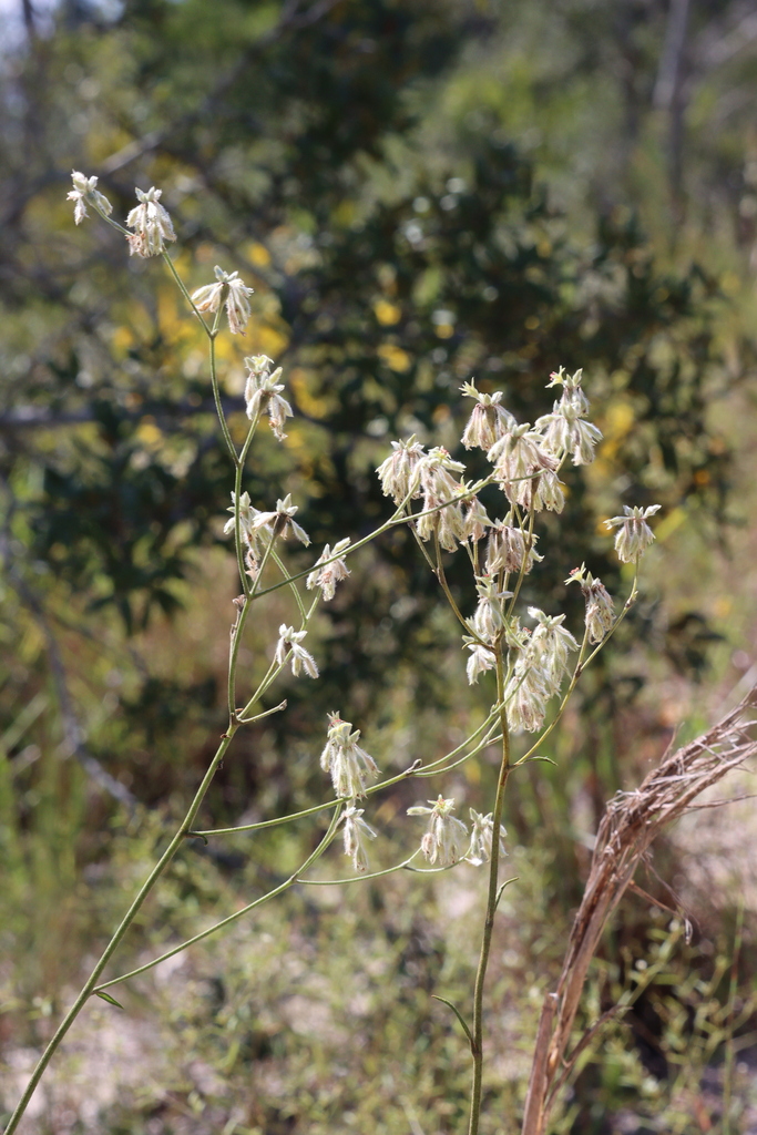 Scrub Buckwheat in September 2024 by LW Ridge · iNaturalist