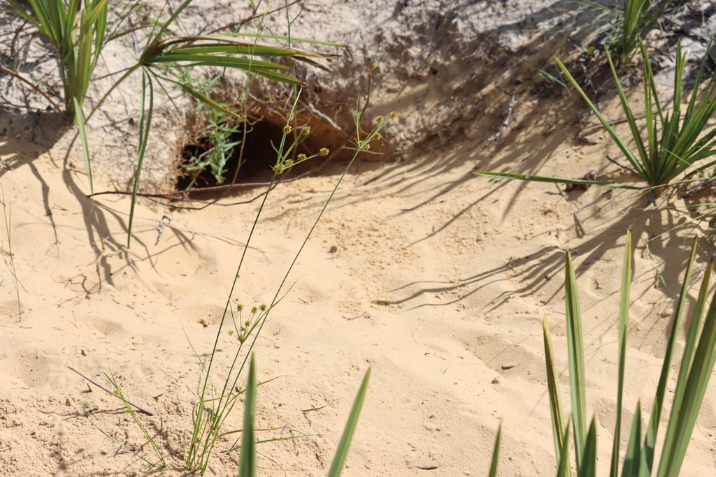 Gopher Tortoise in September 2024 by LW Ridge · iNaturalist