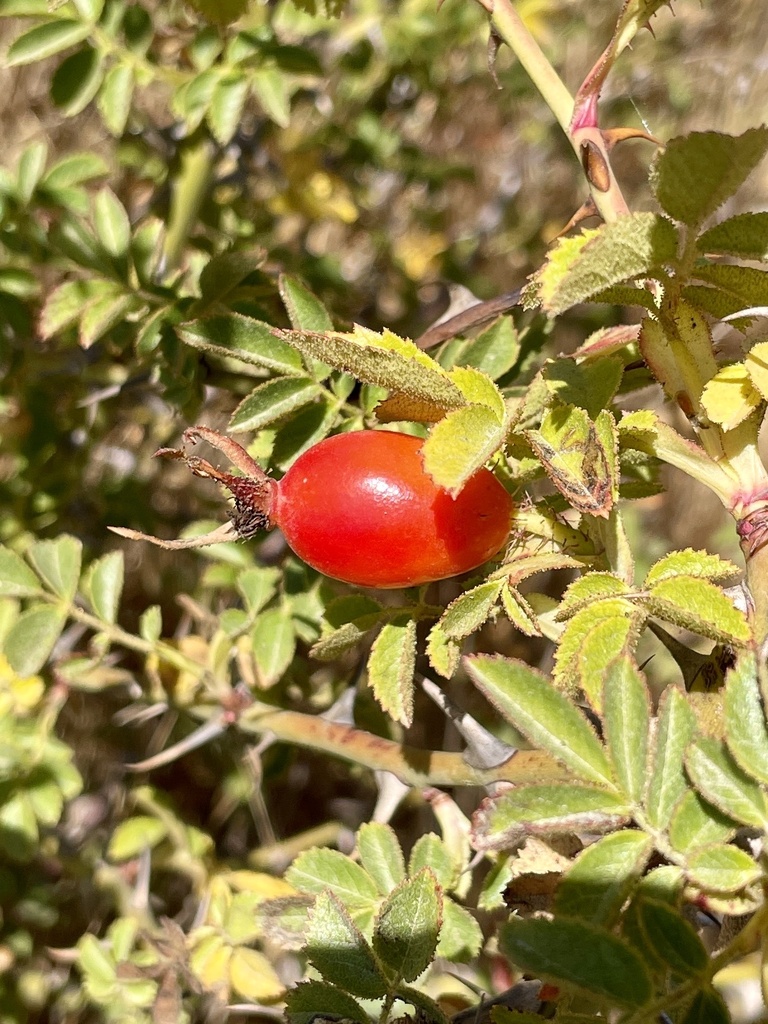 Sweet-brier from Tomales Bay Trail, Point Reyes Station, CA, US on ...