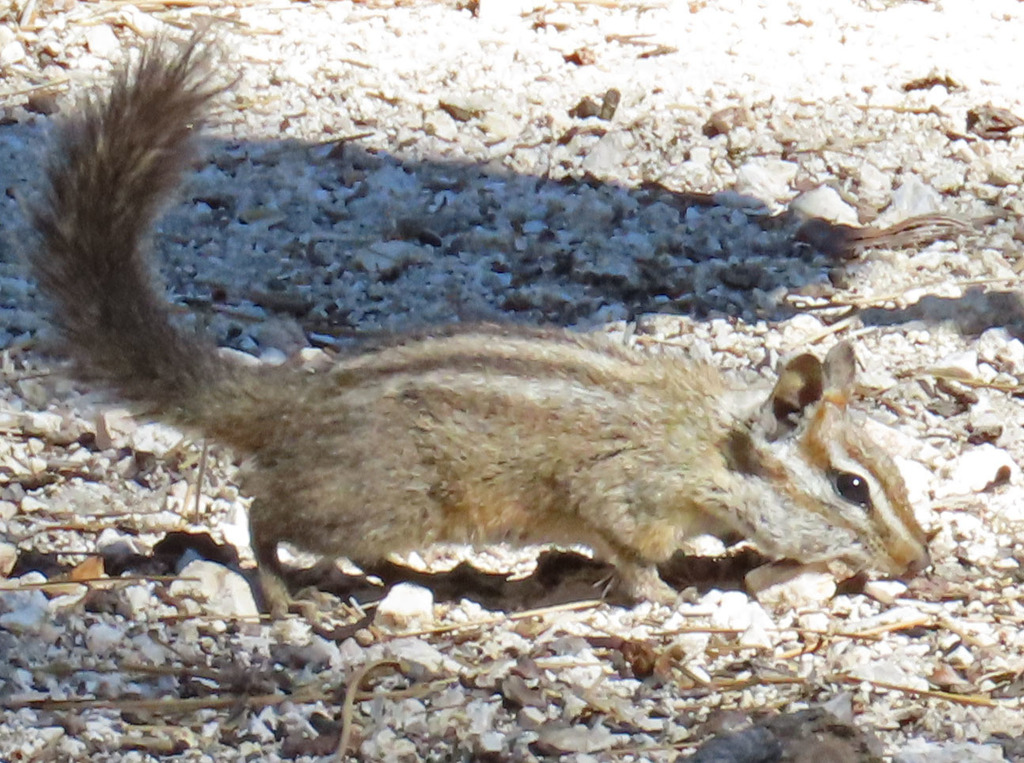 Merriam's Chipmunk from Los Angeles County, CA, USA on June 26, 2019 at ...