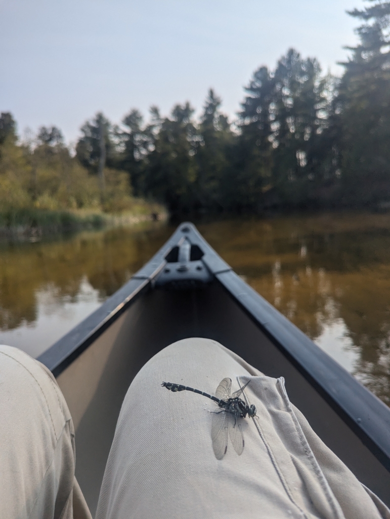Zebra Clubtail from Au Train, MI 49806, USA on September 13, 2024 at 04 ...