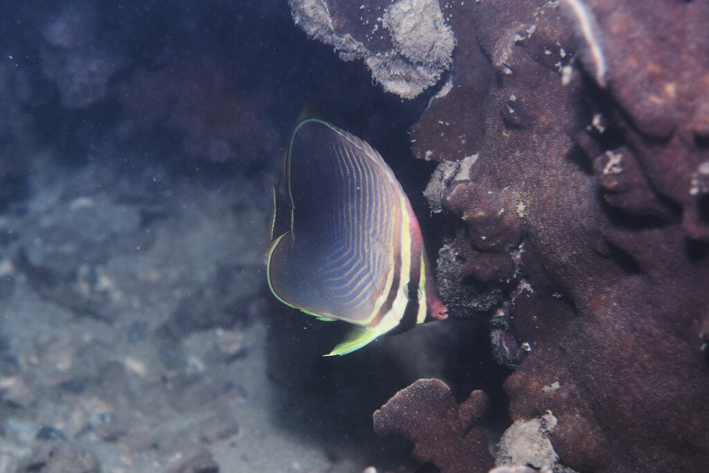 Eastern Triangle Butterflyfish from Hong Kong on September 22, 2024 at ...