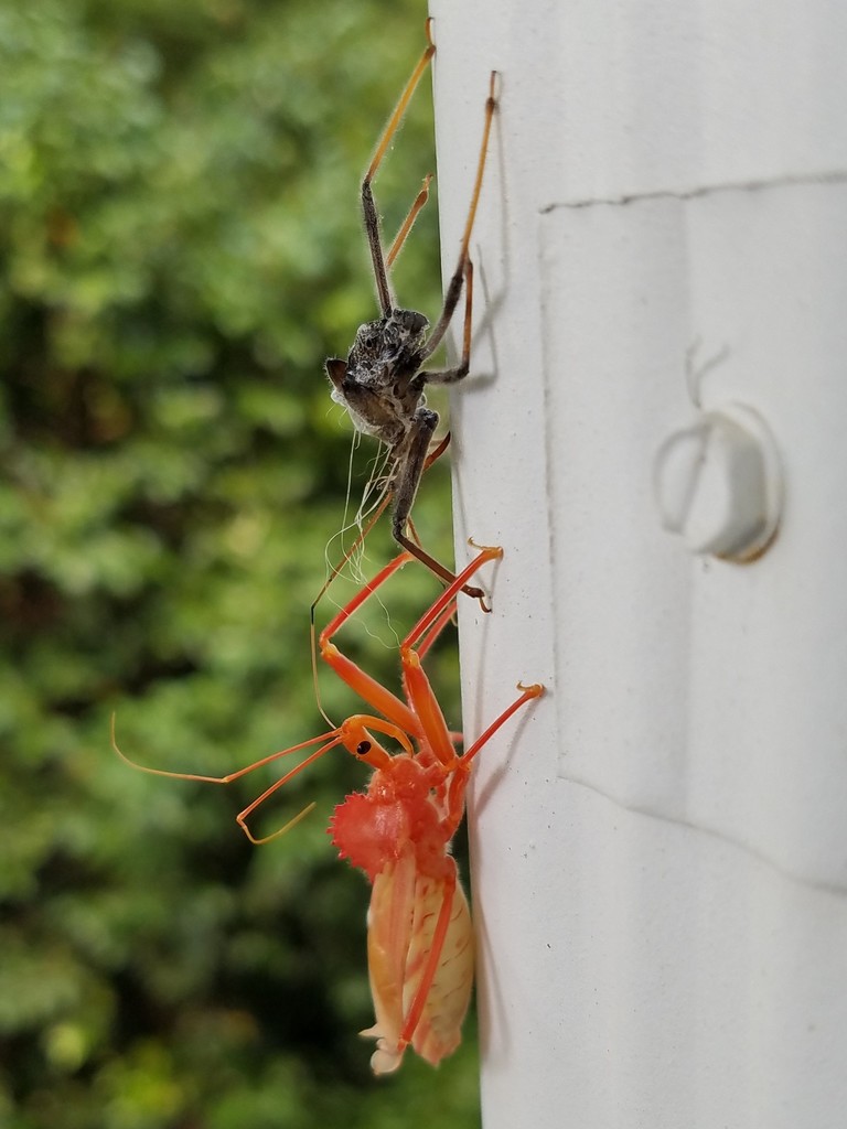 North American Wheel Bug in June 2019 by Leila Dasher. right after ...
