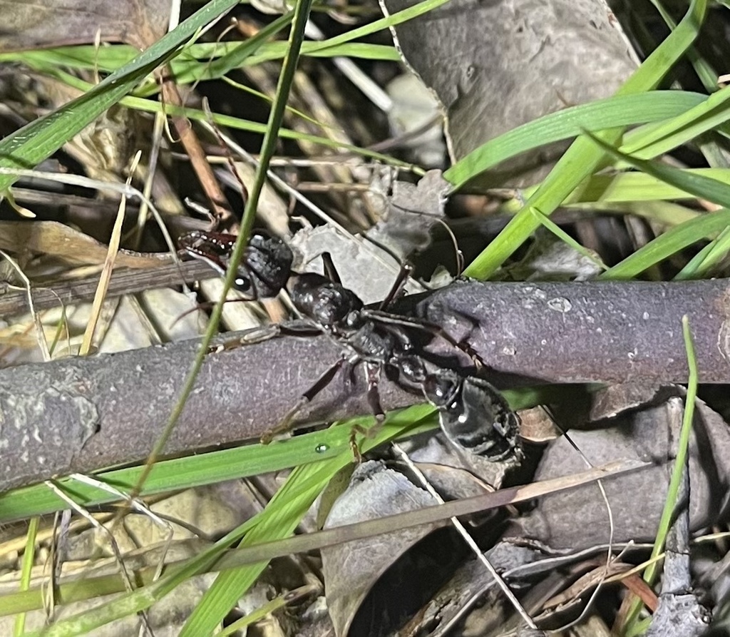 Inch Ant from Parklands Albury Wodonga, Wodonga, VIC, AU on September ...