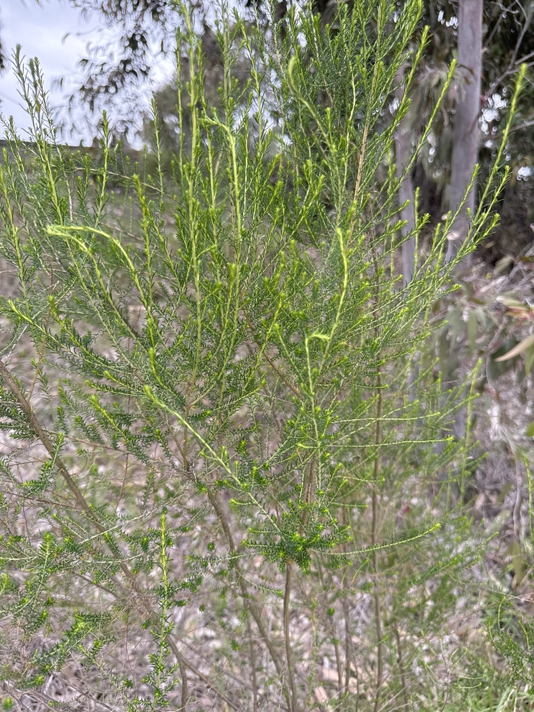 Sifton Bush from Scotchmans Creek Trl, Mount Waverley, VIC, AU on ...