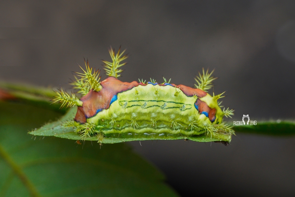 Monema flavescens from 中国江苏省南京市玄武区 on August 24, 2024 at 02:45 PM by ...