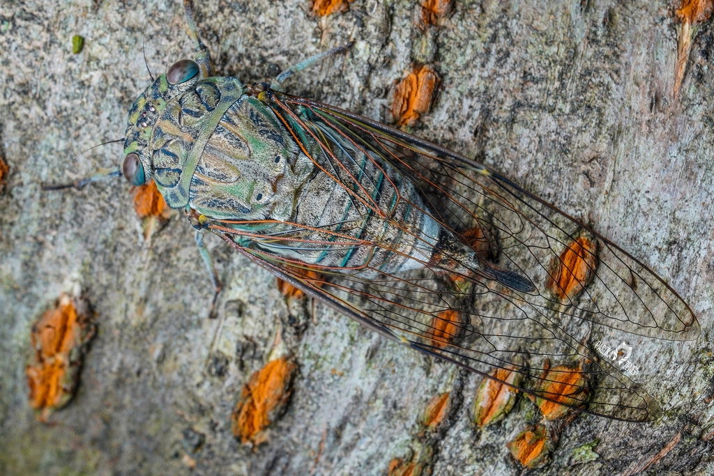 Autumn Cicada from 中国江苏省南京市玄武区 on August 24, 2024 at 02:45 PM by 帕索卡 ...