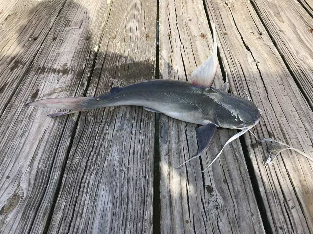 Gafftopsail Catfish in September 2024 by union_nc. ecoEXPLORE Username ...