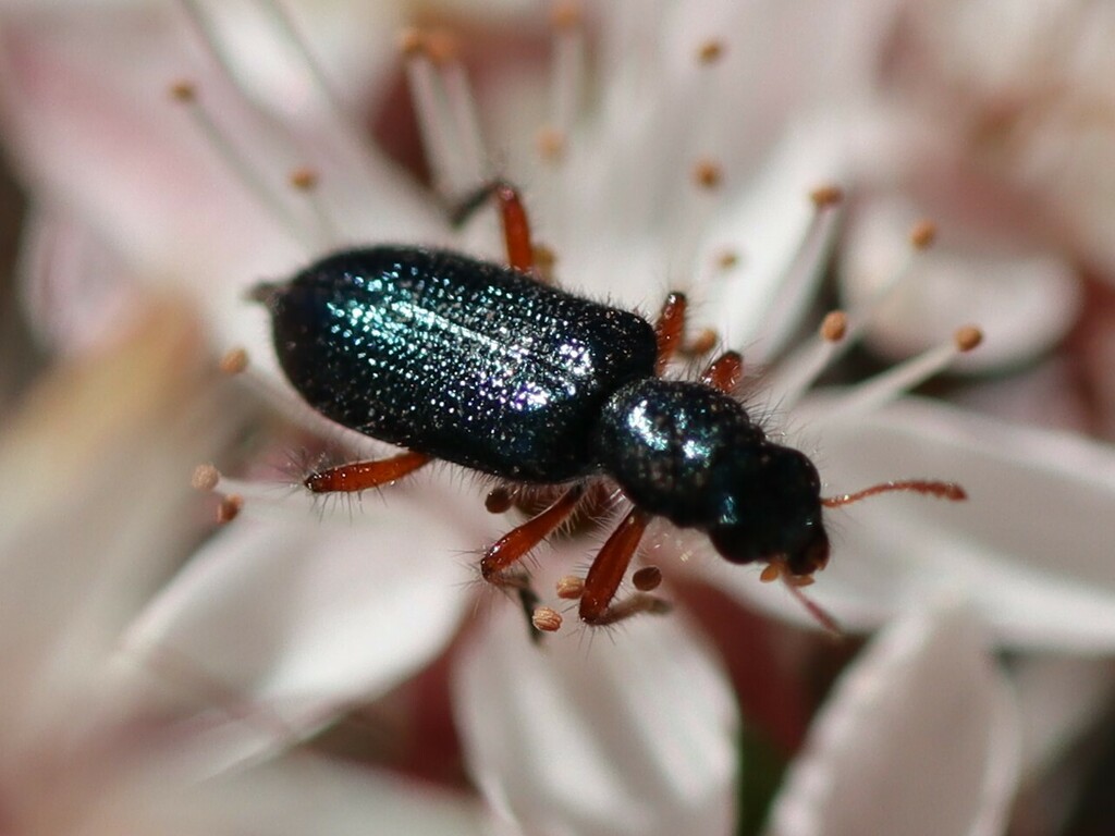 Phlogistus from Cowan NSW 2081, Australia on September 21, 2024 at 12: ...