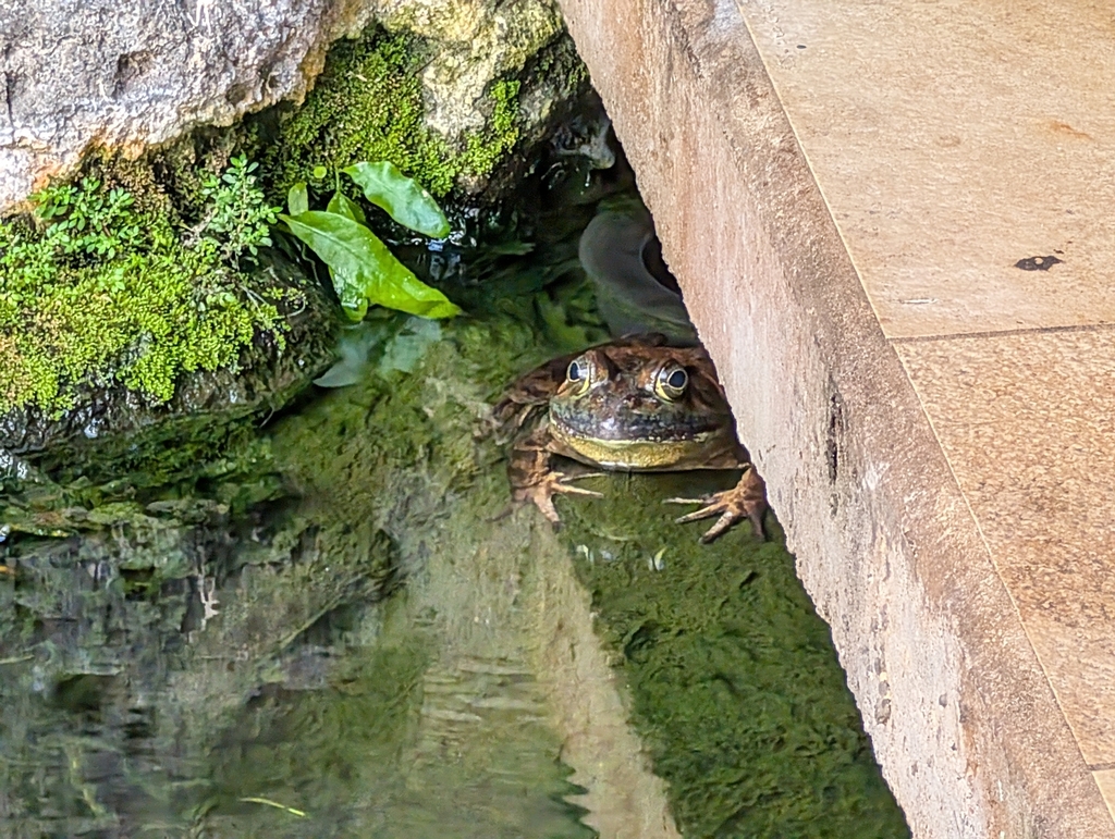 American Bullfrog from Lihue, HI 96766, USA on September 22, 2024 at 07 ...