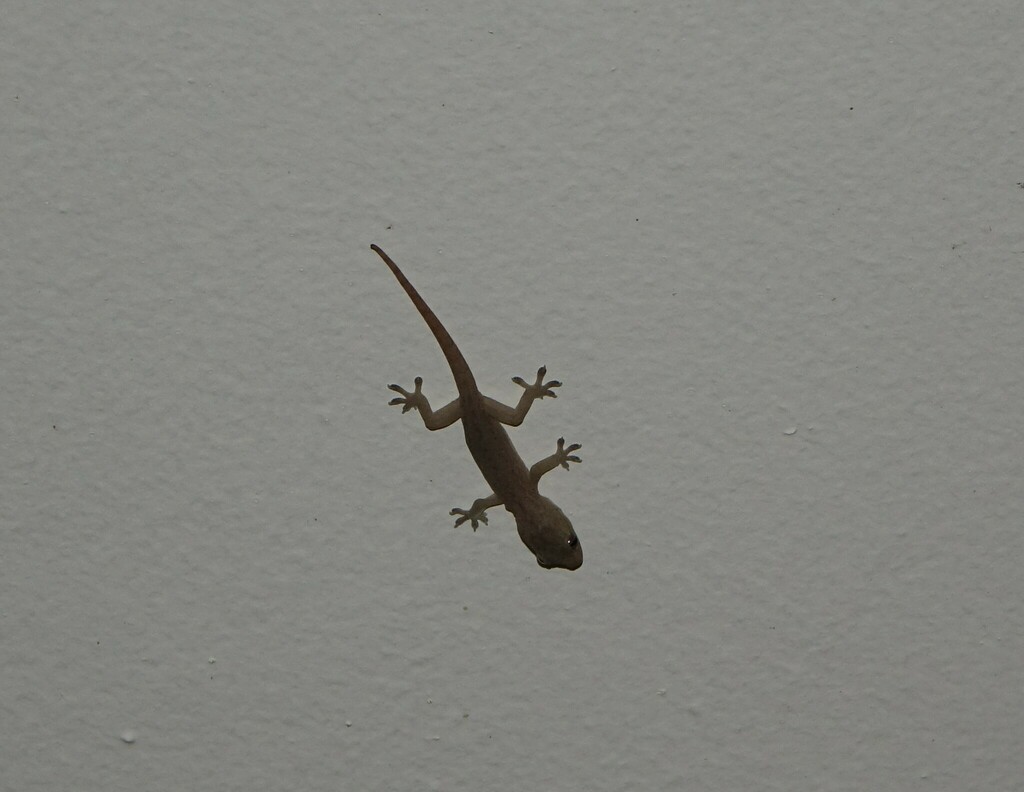 Asian House Gecko from Aiga i le Tai, WS-AL, WS on September 11, 2024 ...