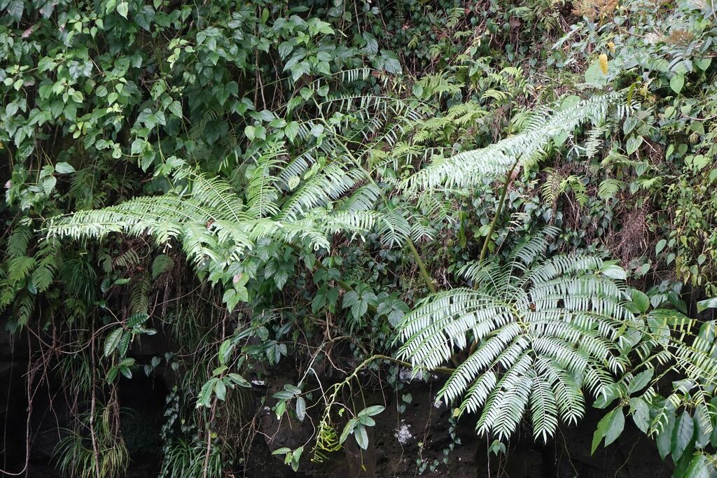 king fern from Palauli, Samoa on September 20, 2024 at 11:50 AM by John ...
