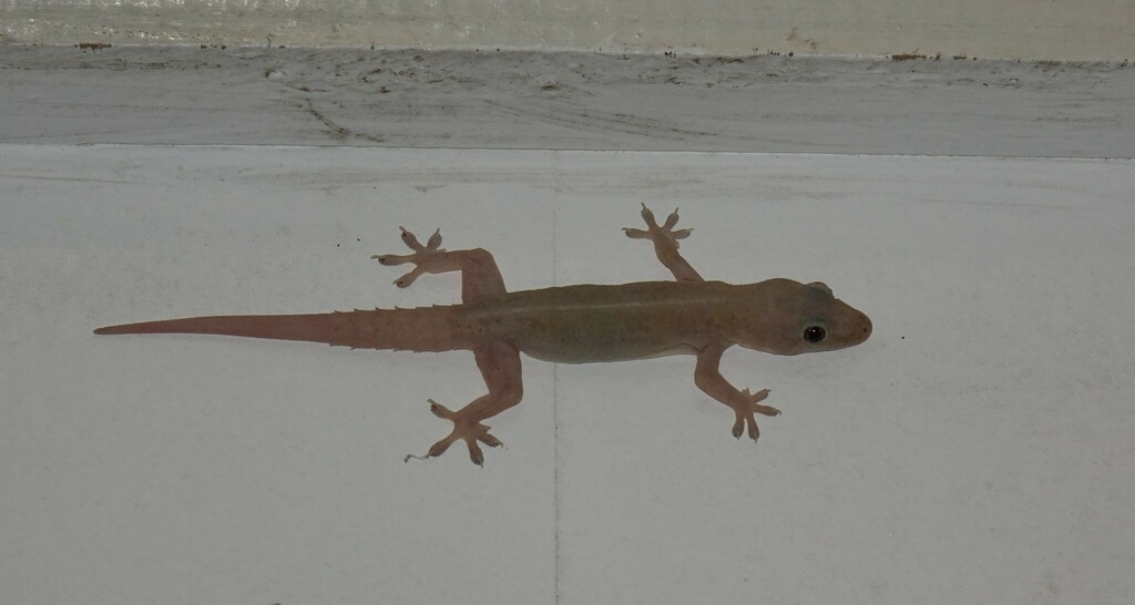 House Geckos from Fa'a'ala, Samoa on September 20, 2024 at 06:25 PM by ...