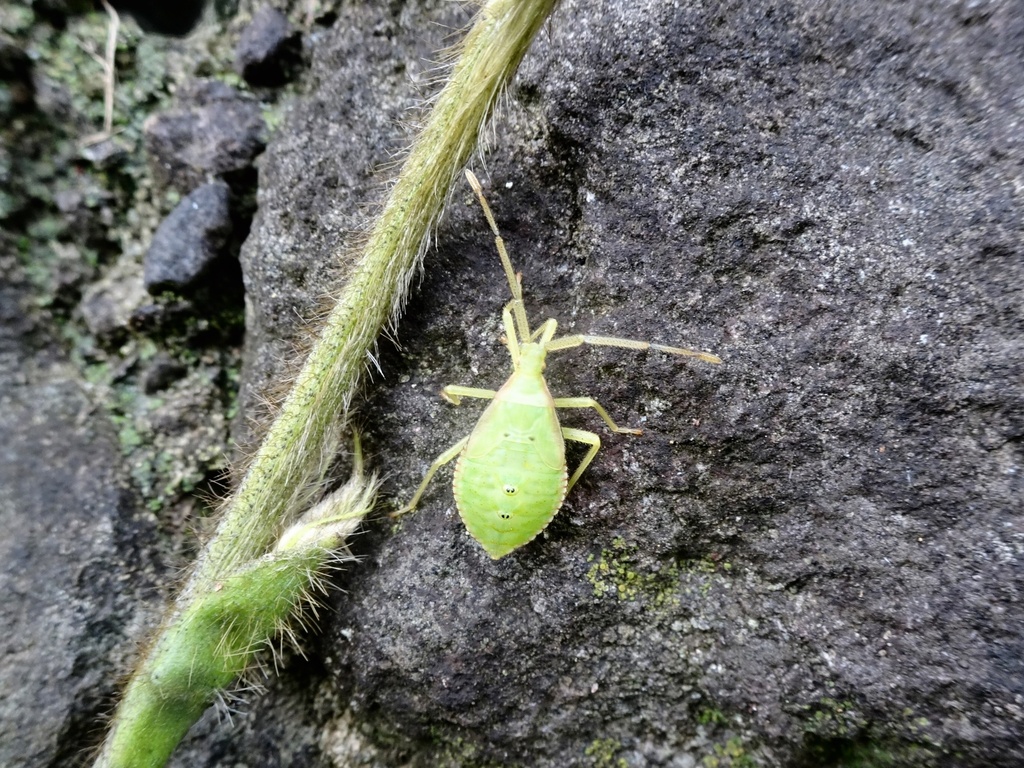 Homoeocerus unipunctatus from 本州, 厚木市, 神奈川県, JP on September 23, 2024 ...