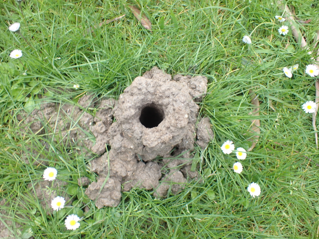 Australian Burrowing Crayfishes from Glen Cromie Park, Drouin West VIC ...