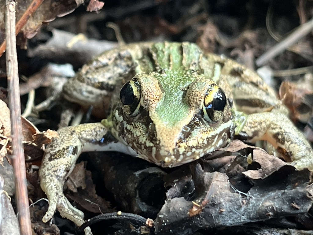 Southern Leopard Frog from Millpond Rd, Gatesville, NC, US on September ...