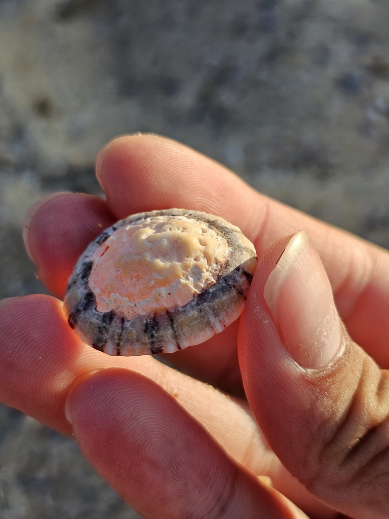 Variegated limpet from Manly NSW 2095, Australia on September 23, 2024 ...