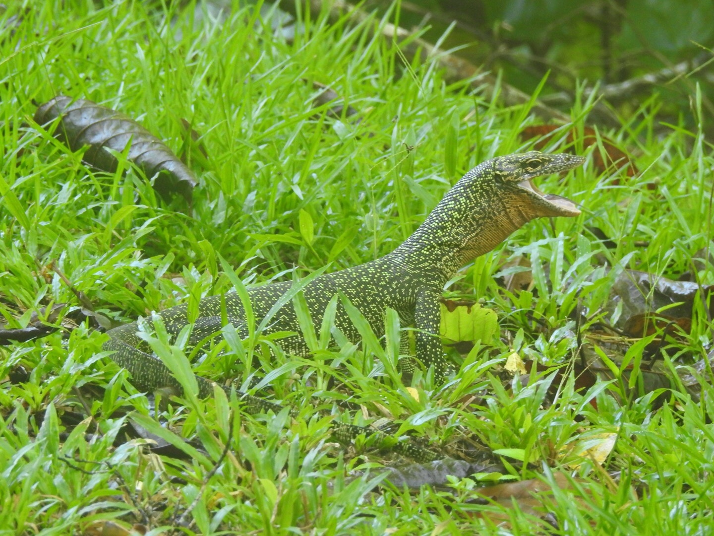Varanus indicus (Daudin, 1802)