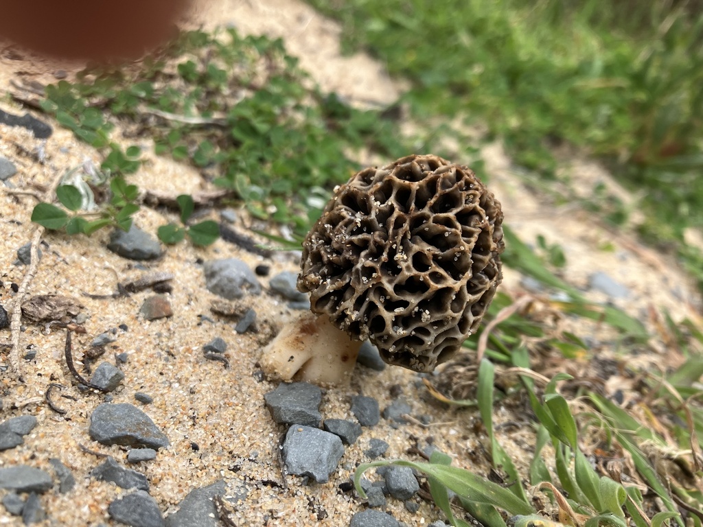 Yellow Morels from Kilcunda-Harmers Haven Coastal Reserve, Harmers ...