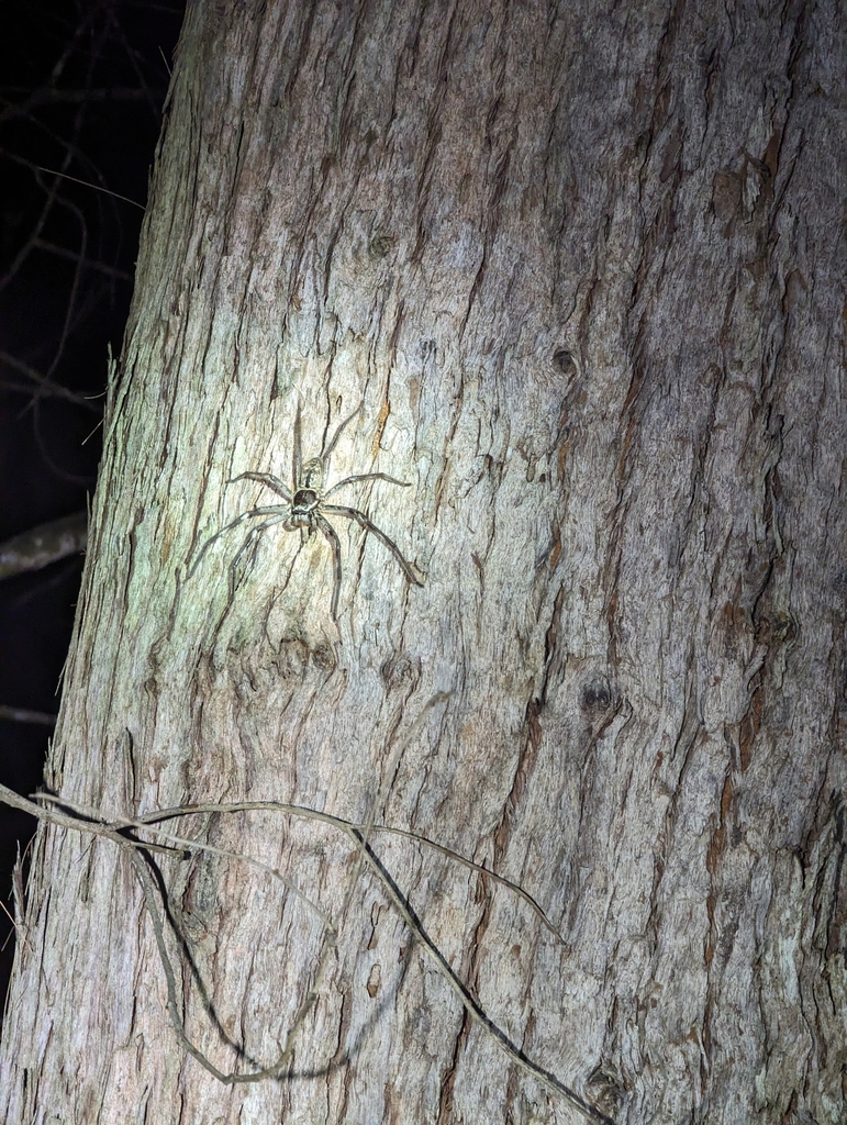Grey Huntsman Spider from Nathan QLD 4111, Australia on April 18, 2024 ...