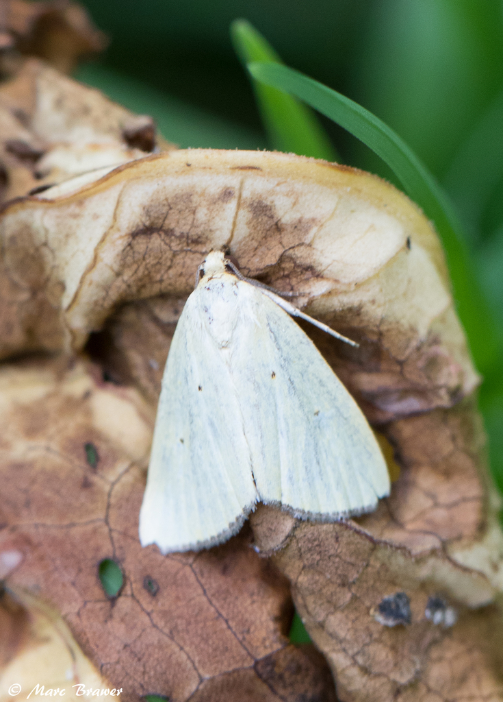 Black-bordered Lemon Moth from Brooklyn, NY, USA on June 29, 2019 at 09 ...