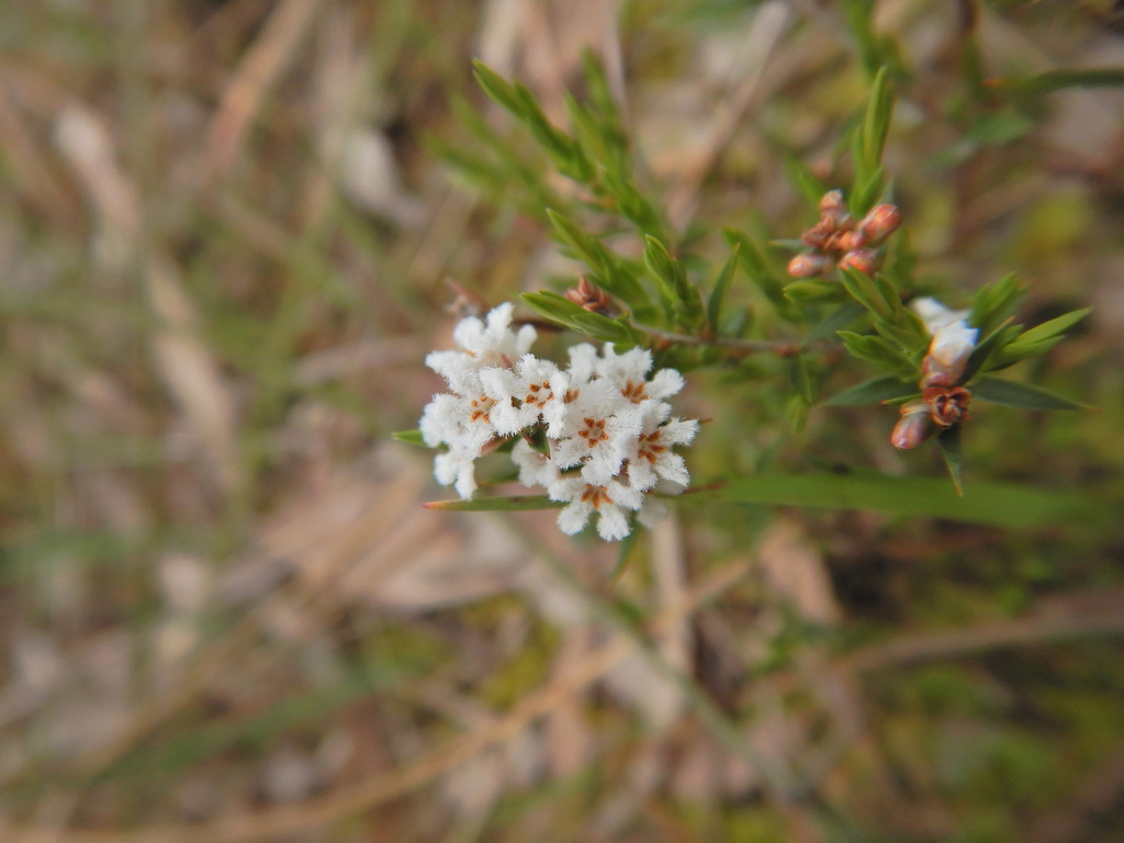 common beard-heath from Smythesdale, Watsons Hill Busland Reserve, VIC ...
